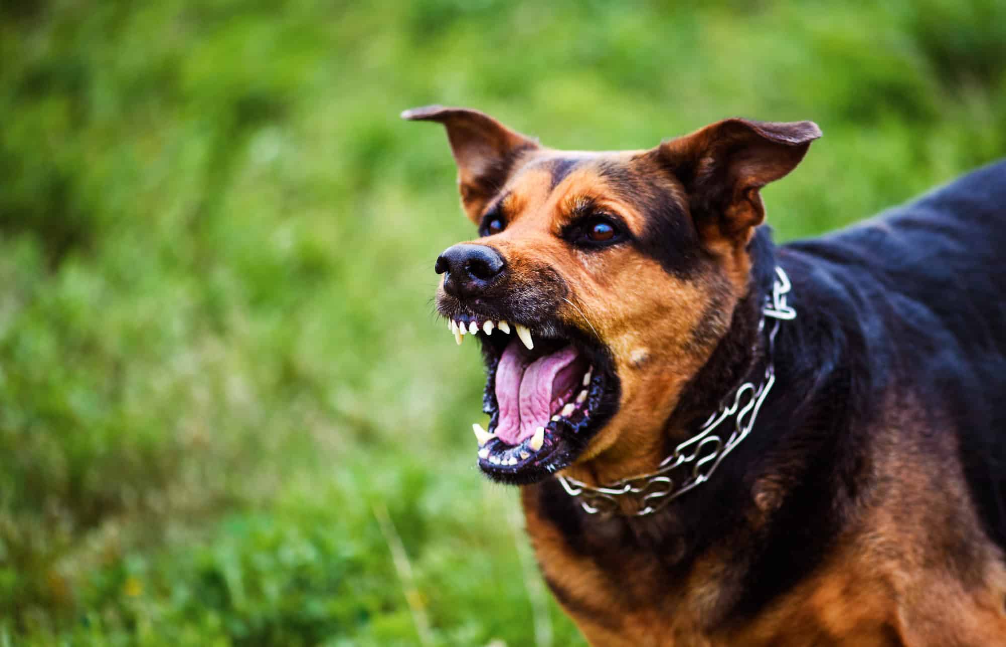 Florida’s Strict Dog Bite Laws: How to Get Full Compensation